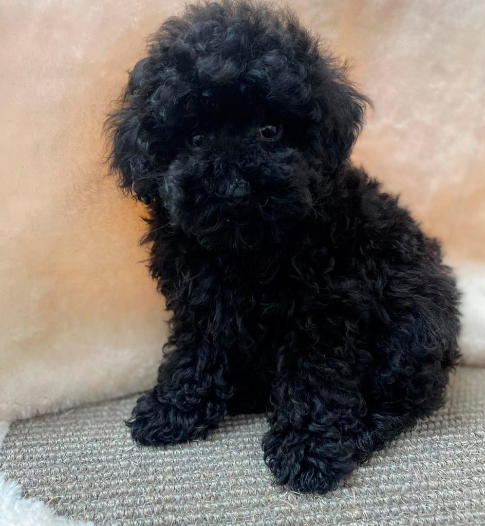 Cachorros de caniche toy - Castro de Oro