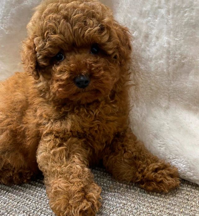 Cachorros de caniche toy - Castro de Oro